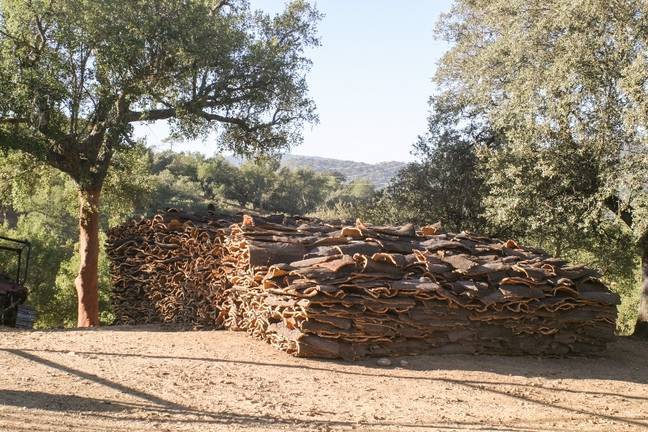 Aumenta la producción de corcho onubense con la certificación FSC